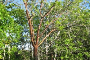チェチェン | Chechem | 木材博物館